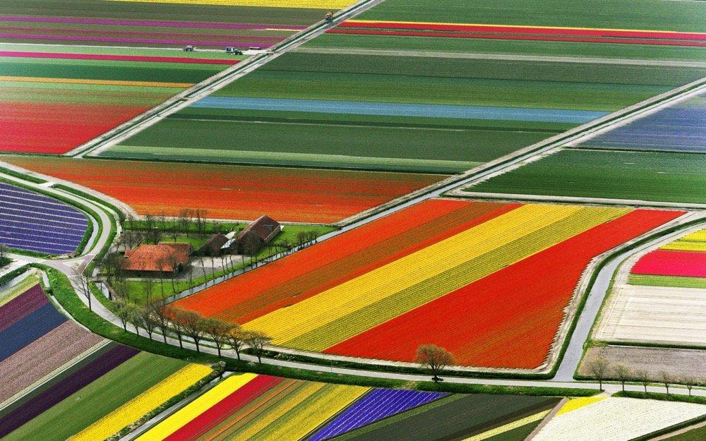 27 Magical Images Of The Blooming Tulip Farms In Holland