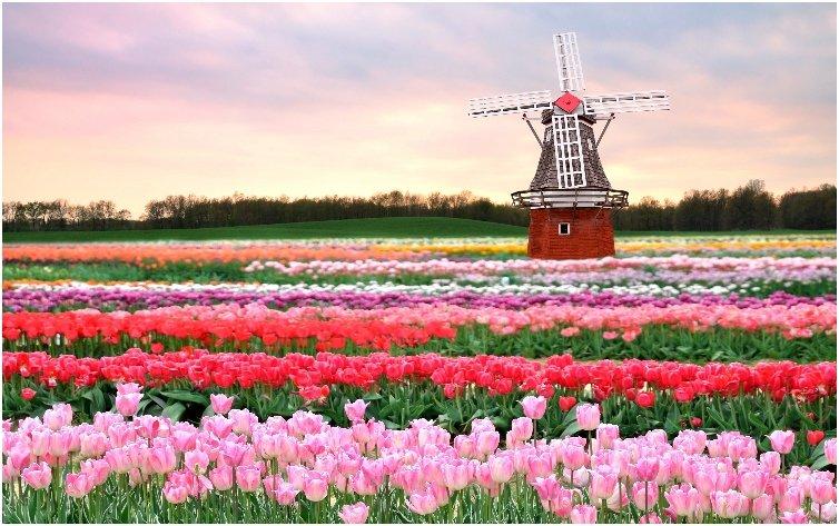 27 Magical Images Of The Blooming Tulip Farms In Holland