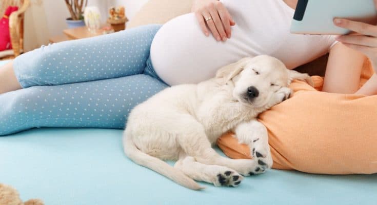 Introducing Your Dog to Your New Baby