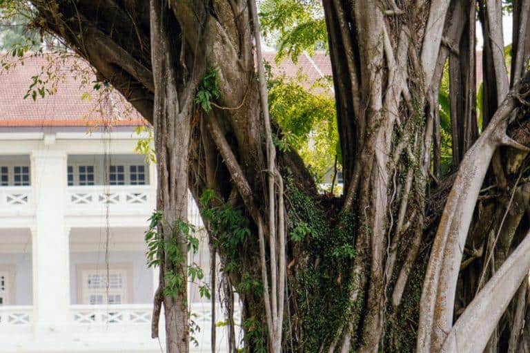 Keeping Tree Roots from Wreaking Sewer Pipes